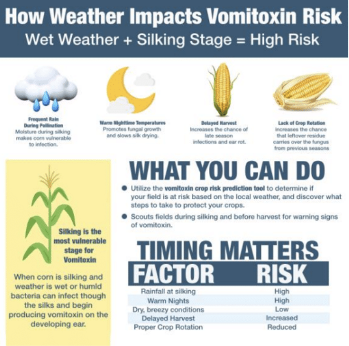 Mitigating Vomitoxin - Ohio Corn & Wheat